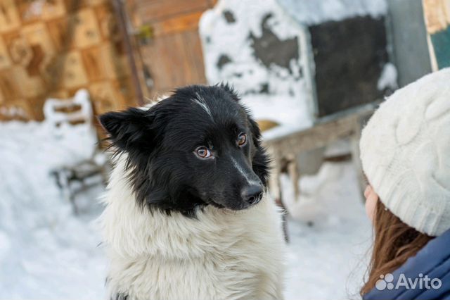 Балуша из приюта ищет хозяина