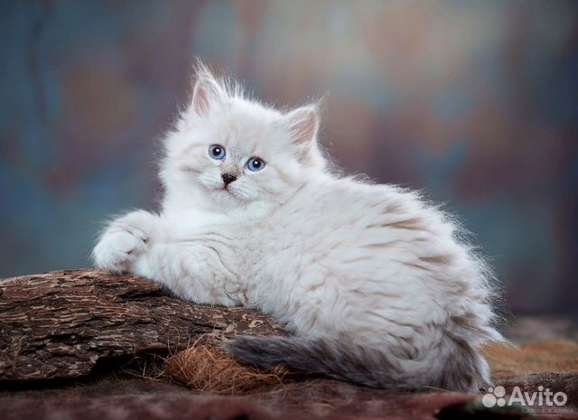 Питомник предлагает котят