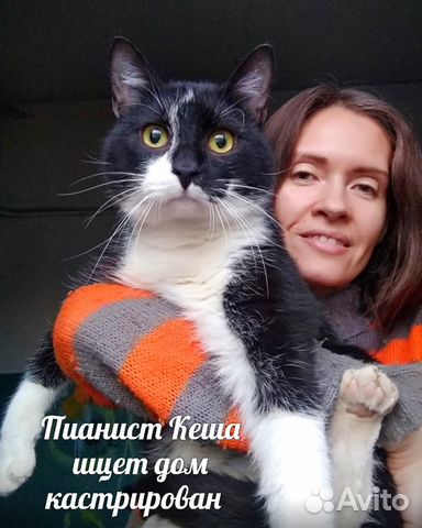 Пианист Кеша - оч добрый котик, кастрир, приют