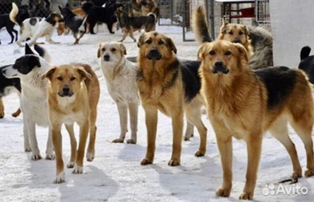 Только дворняжки: собаки,щенки,кобель,сука,щенок,с