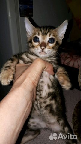 Бенгальские котята