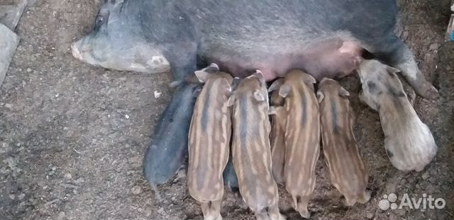 Продам или обменяю вьетнамских поросят