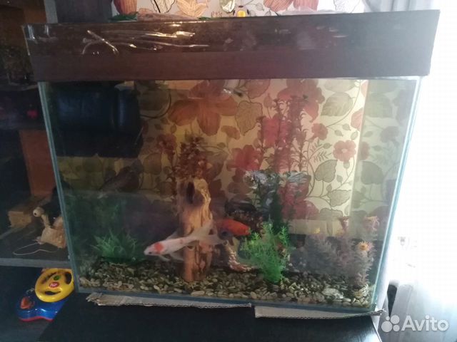 Аквариум с рыбами Рыбы золотая, сомовая акула, сом