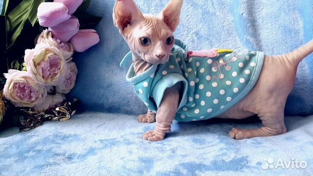 Бамбино девочки Белая голубоглазая