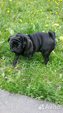 Вязка, мопс Лорд