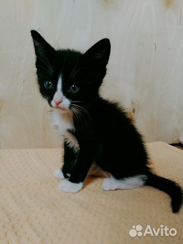 Клавдий ищет дом