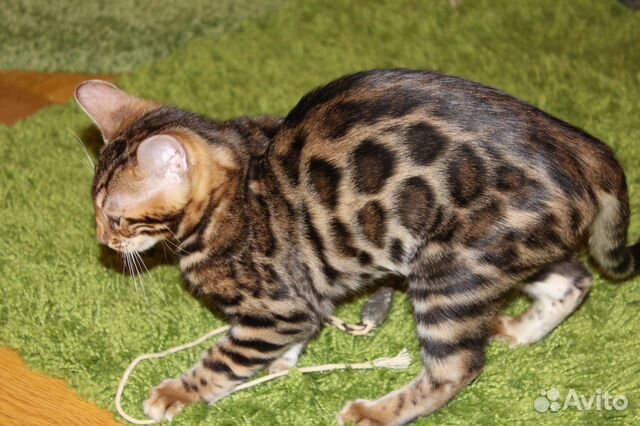 Бенгальские котята яркого окраса с документами