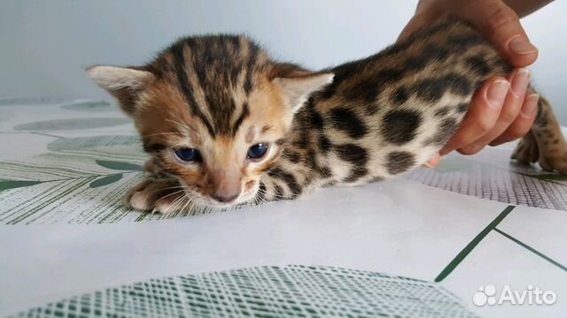 Бенгальские котята
