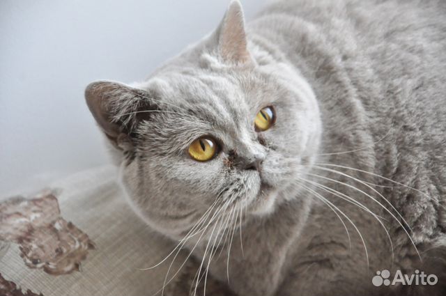 В добрые руки отдам серую кошку лиловую британку