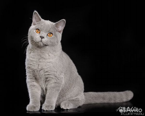 Британский кот
