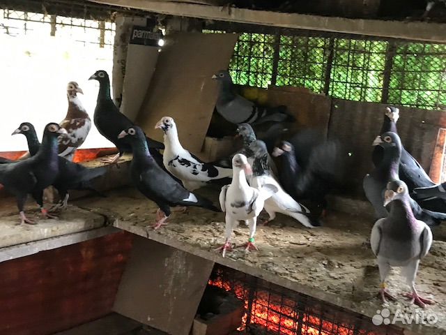 Спортивные голуби