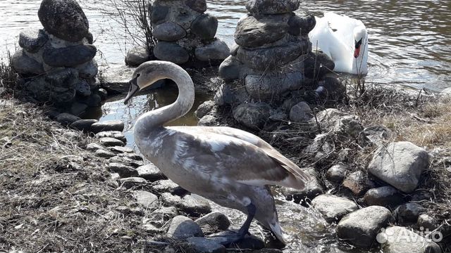 Лебеди белые