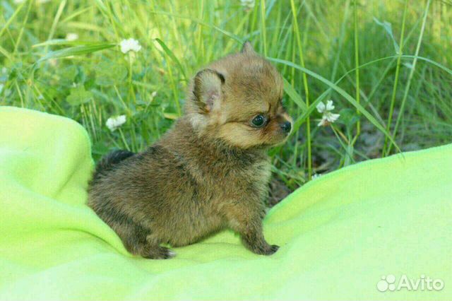 Чихуахуа. Плюшевое мини-чудо