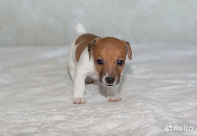 Джек Рассел терьер