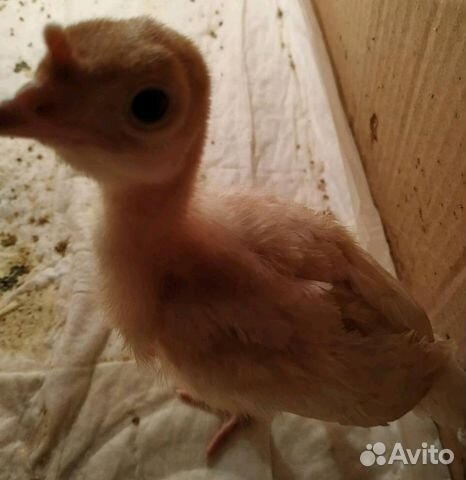 Индюшата Индюки