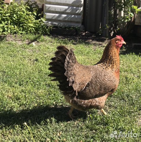 Куры-несушки