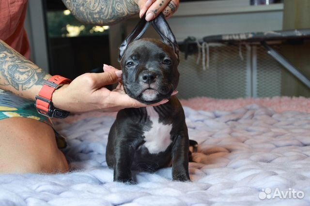 Малыши стаффики