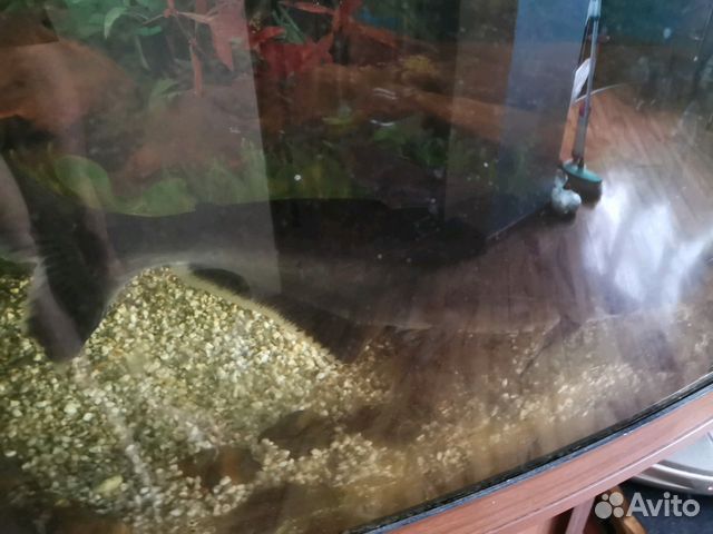 Рыба сом пангасиус