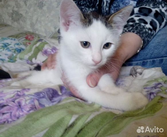 Бело серая, плюшевая девочка котенок в дар