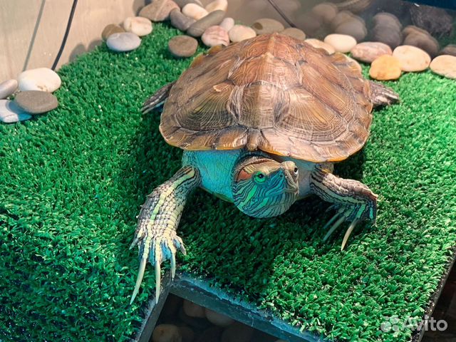 Красноухая черепашка с домом:)