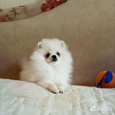 Кремовая помераночка