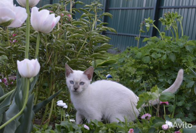 Тайский котенок