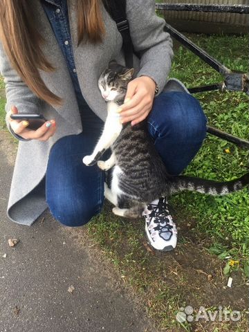 Котёнок ласковый живет на улице