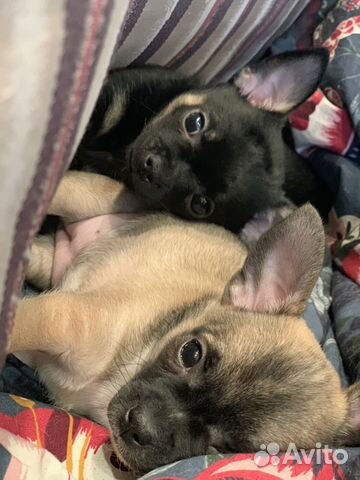 Щенок чихуахуа