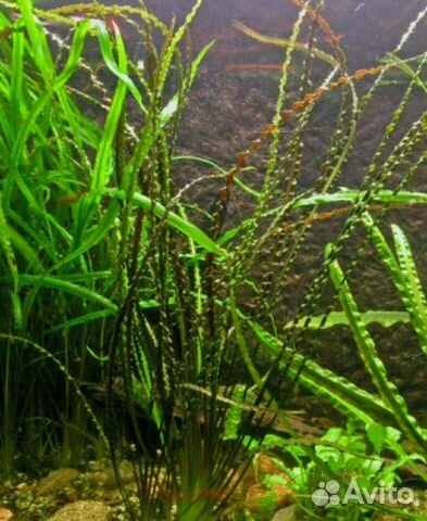 Cryptocoryna tonkinensis (Криптокорина тонкиненсис