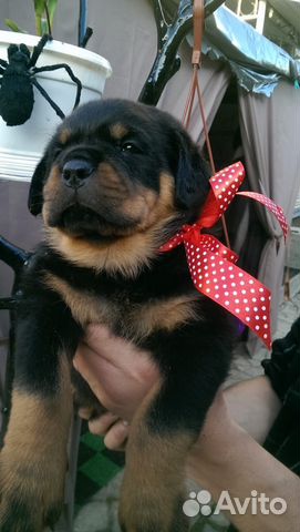 Продаются щенки ротвейлера (кобель и сука)