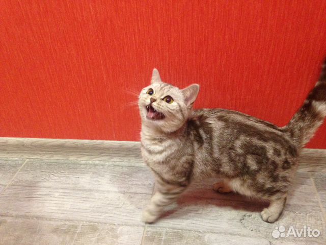 Молодая кошечка ждёт кота на вязку