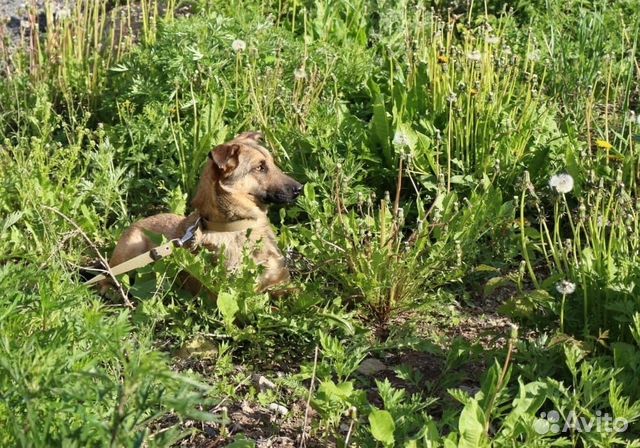 Собака, сука, девочка типа овчарки