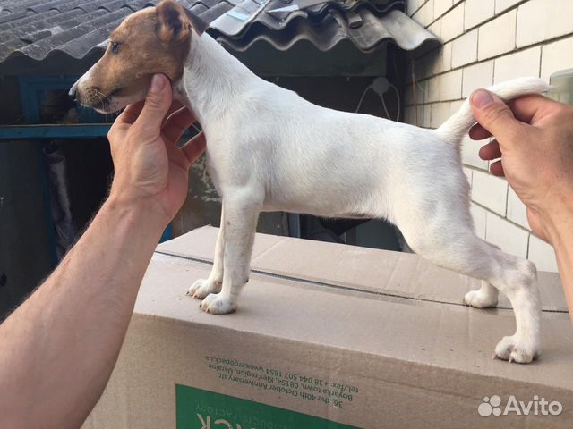 Фокстерьер гладкошерстный