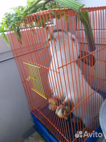 Калифорнийский кроль