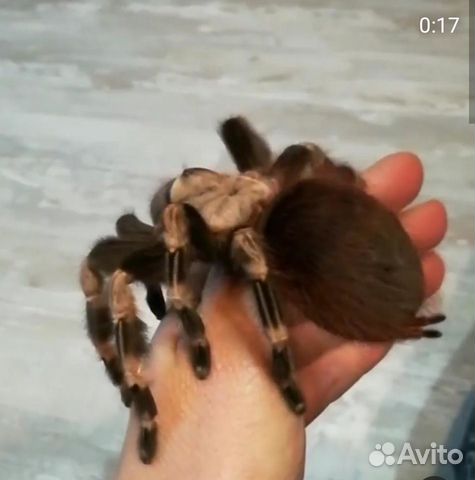 Паук Nhandu chromatus