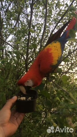 Продам попугая Ару