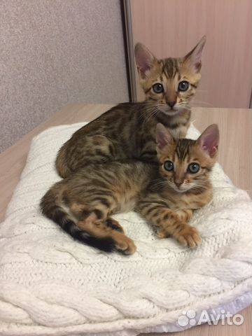 Бенгальские котята