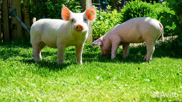 Поросята 3.5месяца