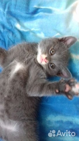 Отдам котят в хорошие руки