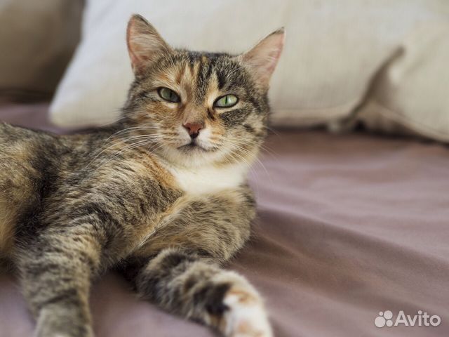 Кошечка Фиби