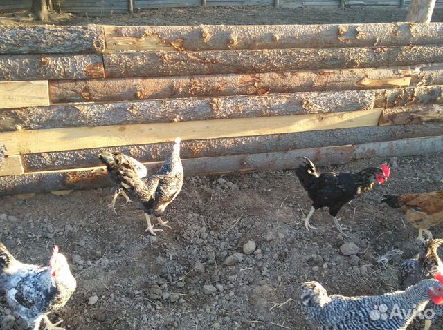 Продам петухов