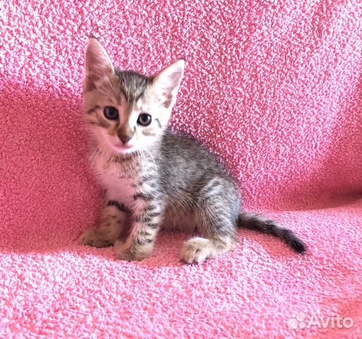 Котёночка ищет дом