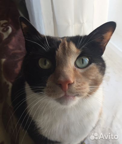 Кошка с трудной судьбой ищет дом