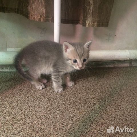 Милые котята ищут хозяев