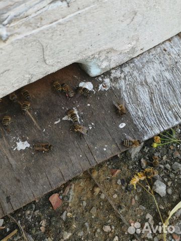 Пчелопакеты,матки, серой.кавказкой пчелы