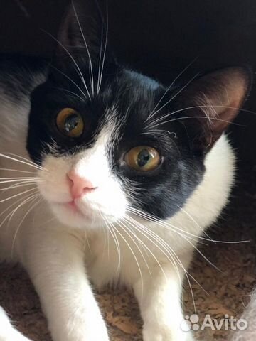 Кошечка милая