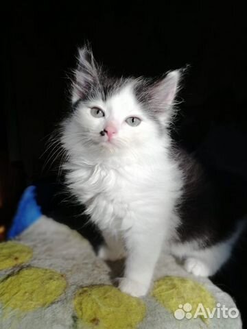 Котёнок девочка Мотя 2,5 мес в добрые руки
