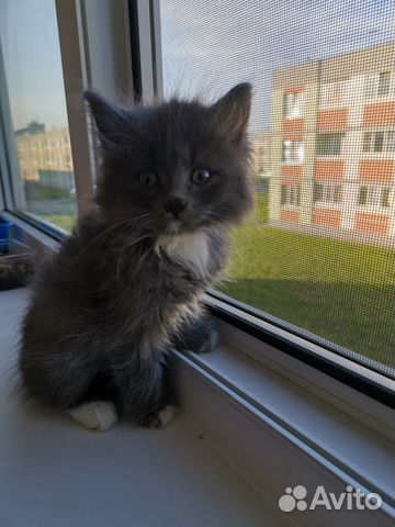 Мышка-малышка