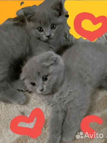 Британцы котятки, в подарок своим любимым