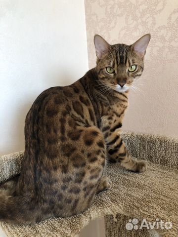 Кот Бенгал